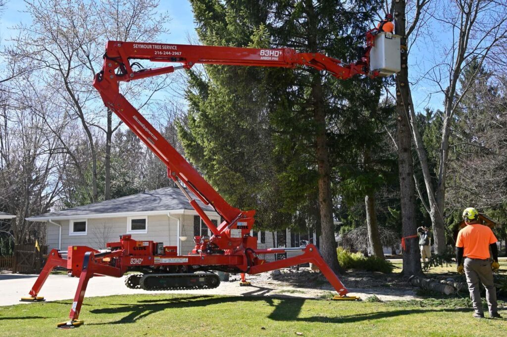 The Environmental Impact of Responsible Tree Removal Practices